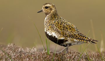 Birdwatching In Texel | Best Time To Visit Texel Netherlands